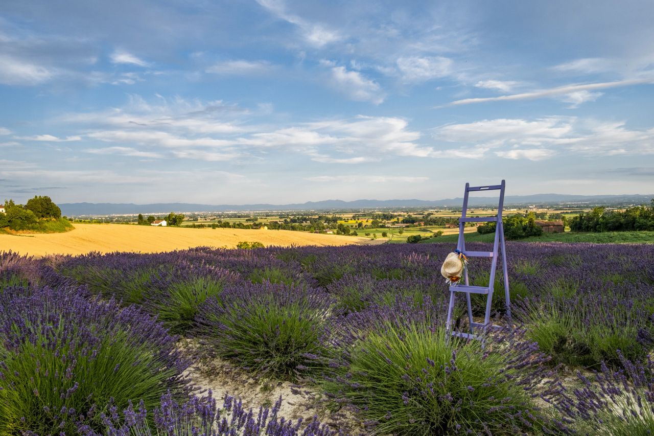 Campi di lavanda in Piemonte